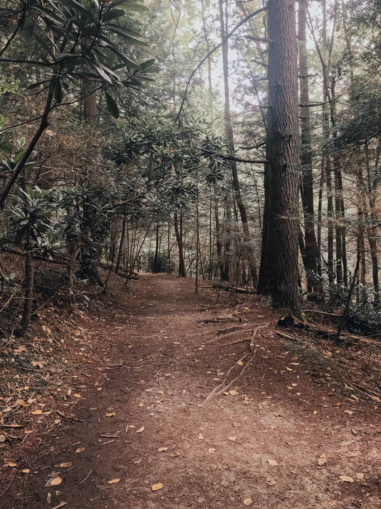 Endless Wall Trail Near New River Gorge, West Virginia