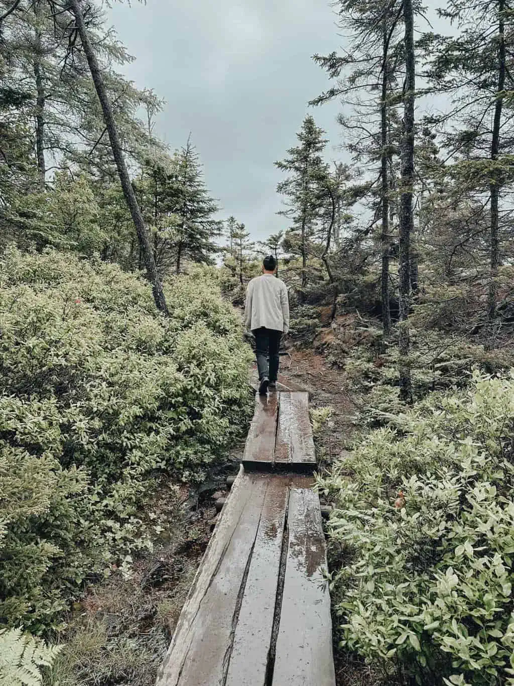 Ship Harbor Trail: An Easy Hike in Acadia National Park